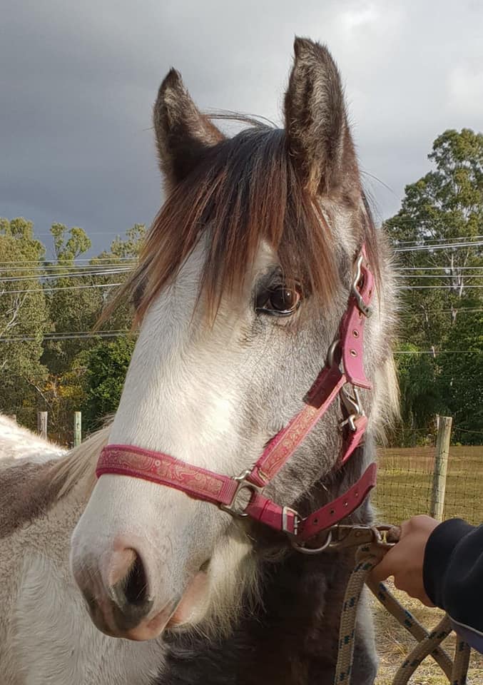 Gypsy Cob x Percheron | Fur Babies Central
