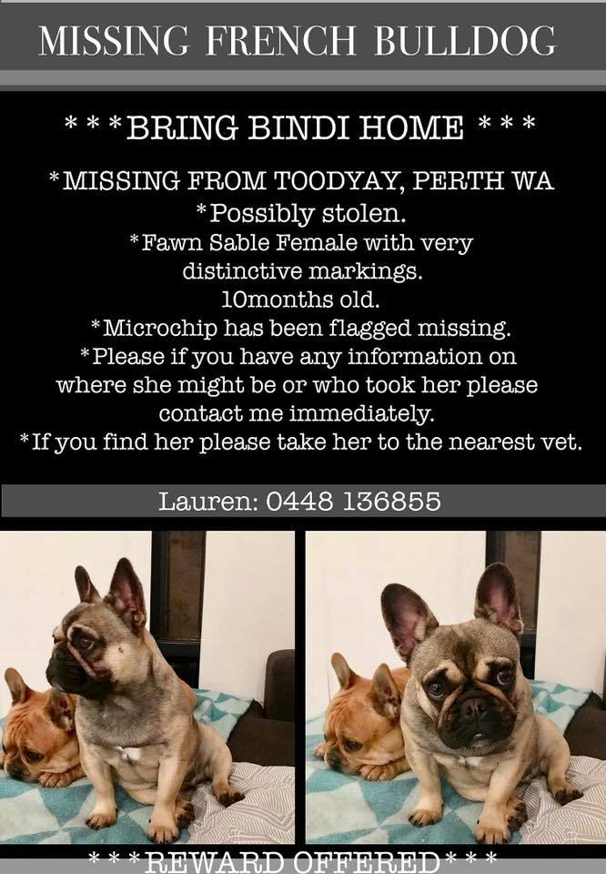 Bindi | Fur Babies Central